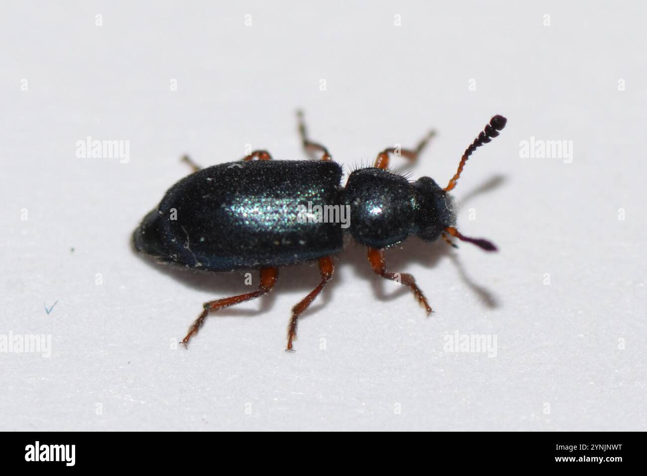 Necrobia rufipes hi-res stock photography and images - Alamy