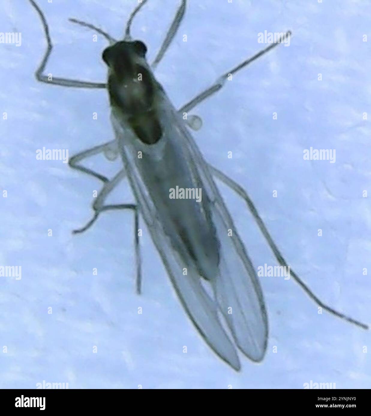 Non-biting Midges (Chironomidae Stock Photo - Alamy