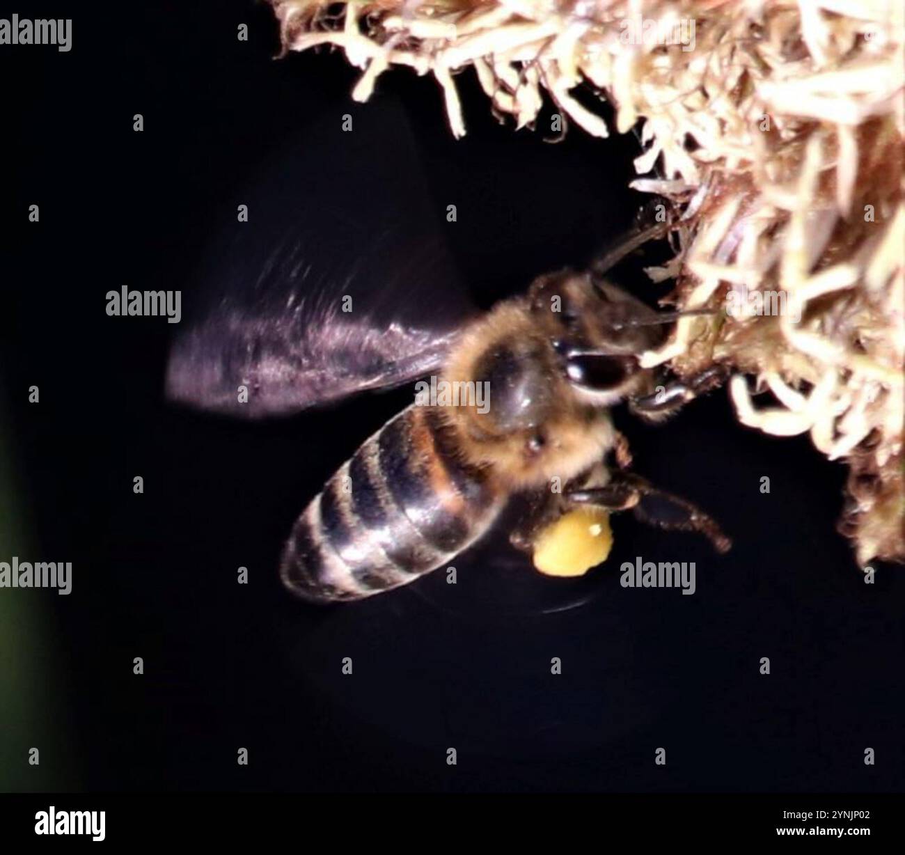 Cape Honey Bee (Apis mellifera capensis Stock Photo - Alamy