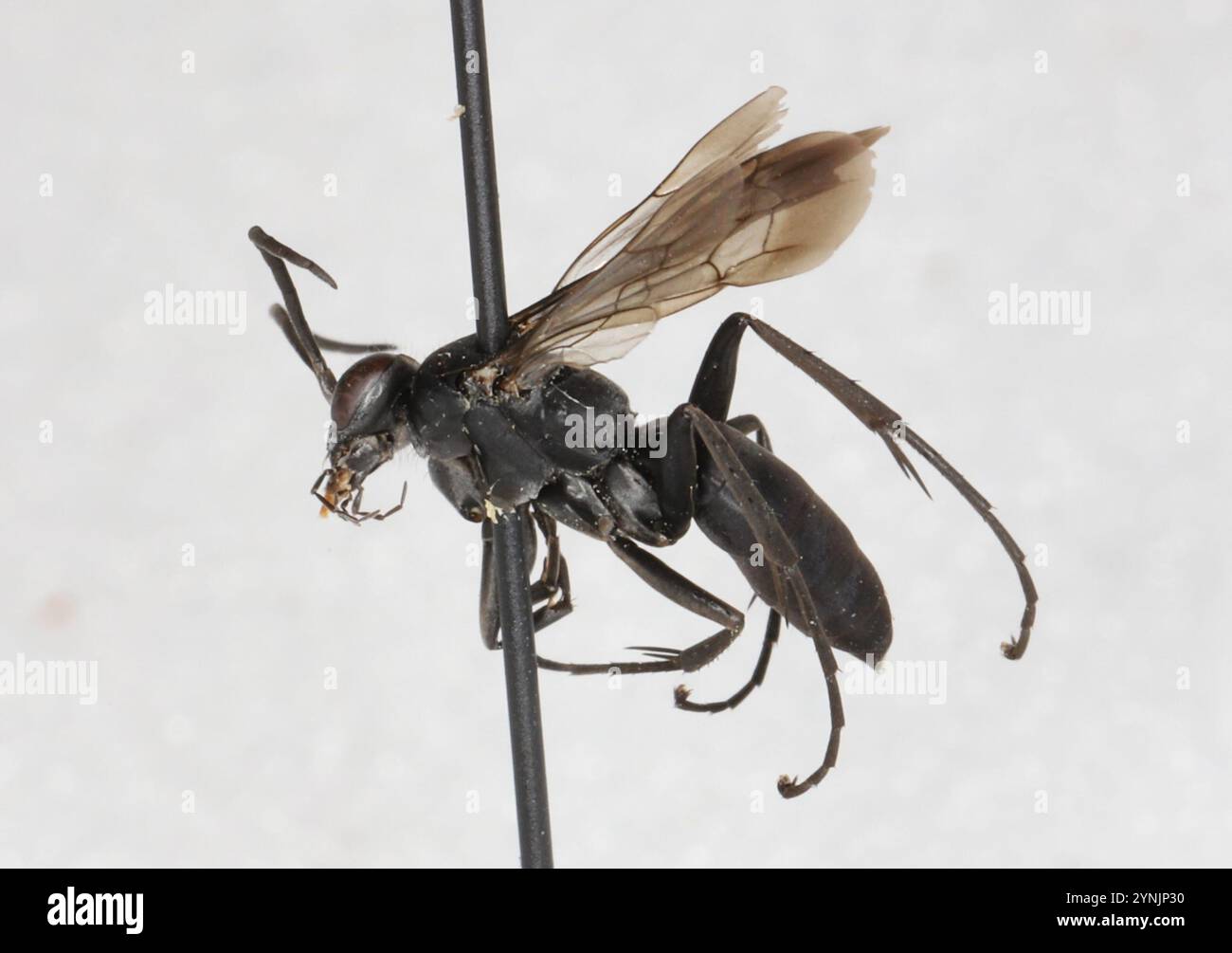 Spider Wasps (Pompilidae Stock Photo - Alamy