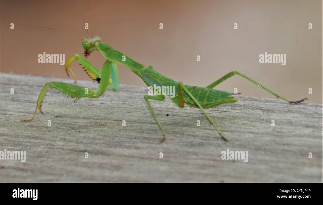 Flag Mantis (Polyspilota aeruginosa Stock Photo - Alamy
