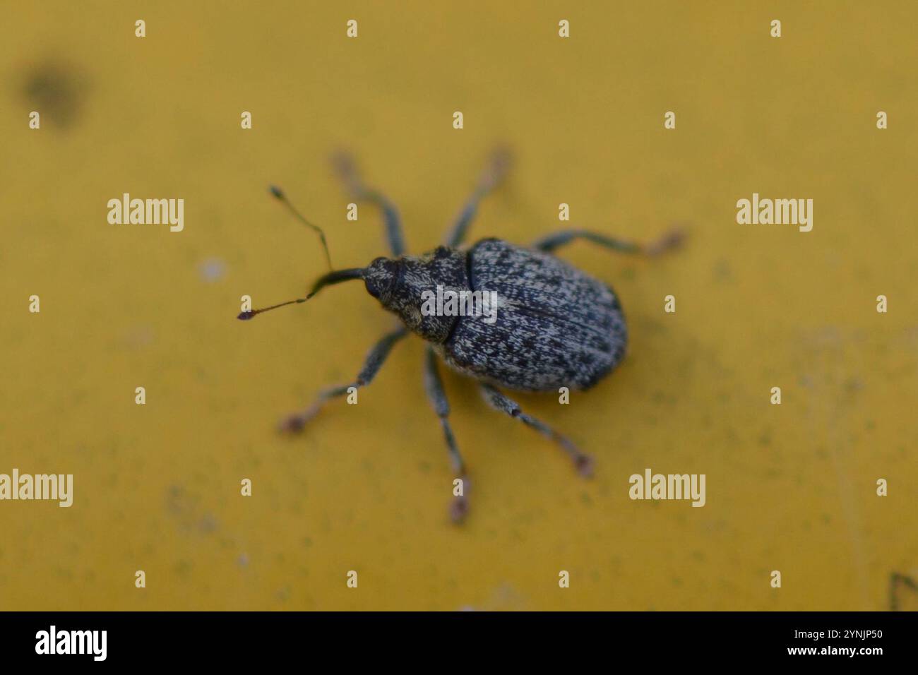 Cabbage Stem Weevil (Ceutorhynchus pallidactylus Stock Photo - Alamy