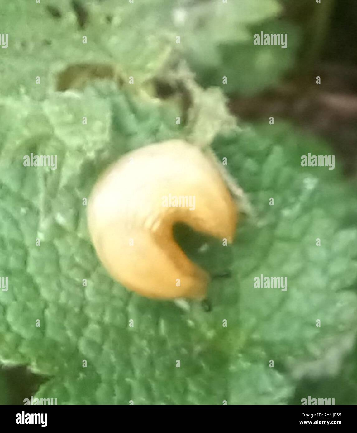 Keelback Slugs (Limacidae Stock Photo - Alamy