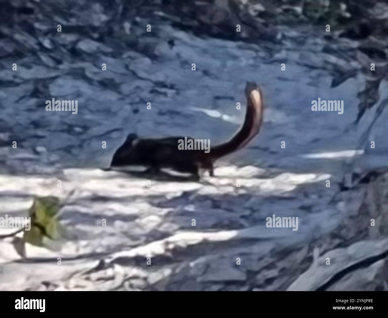 Merriam's chipmunk hi-res stock photography and images - Alamy