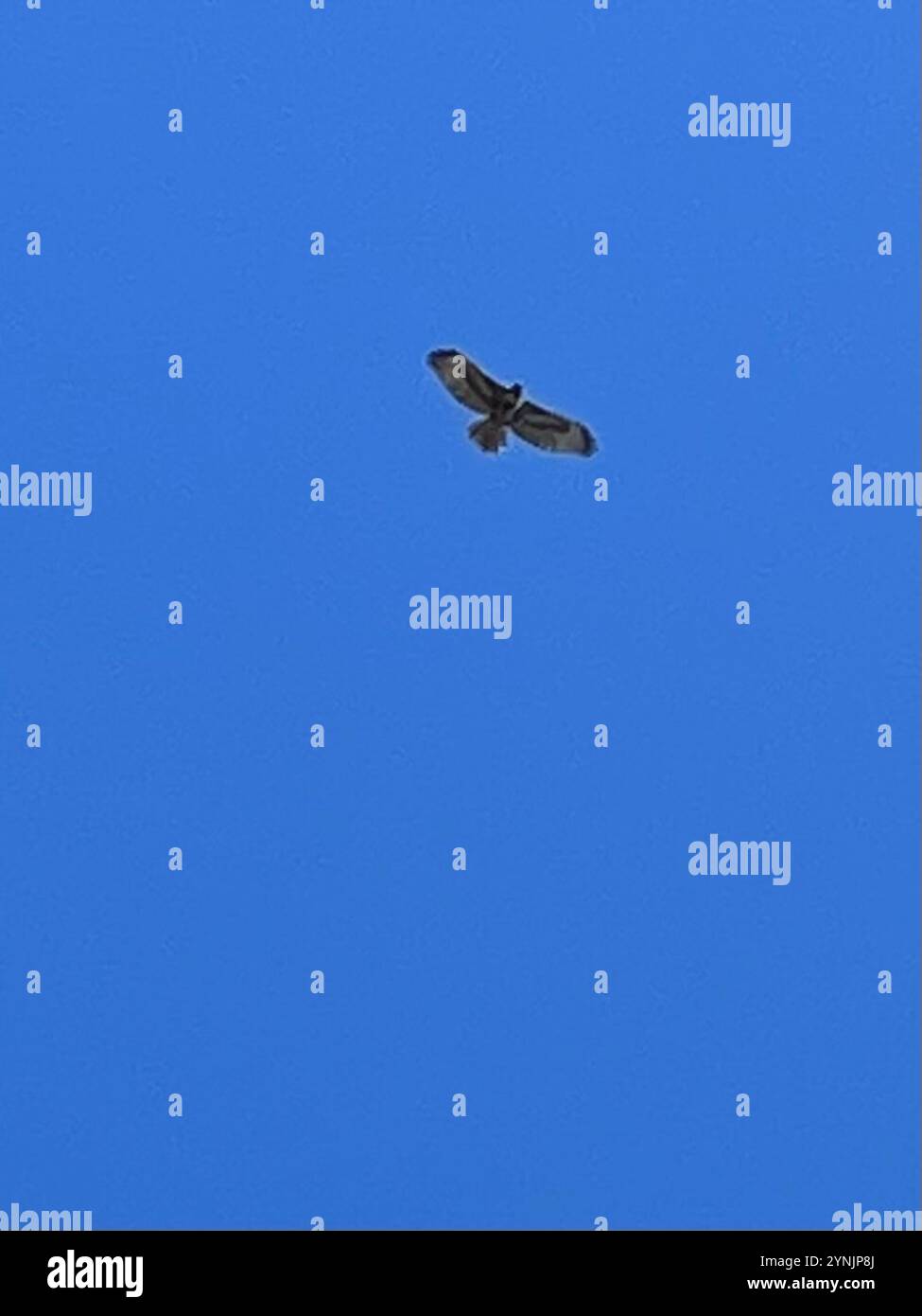 Western Red-tailed Hawk (Buteo jamaicensis calurus Stock Photo - Alamy