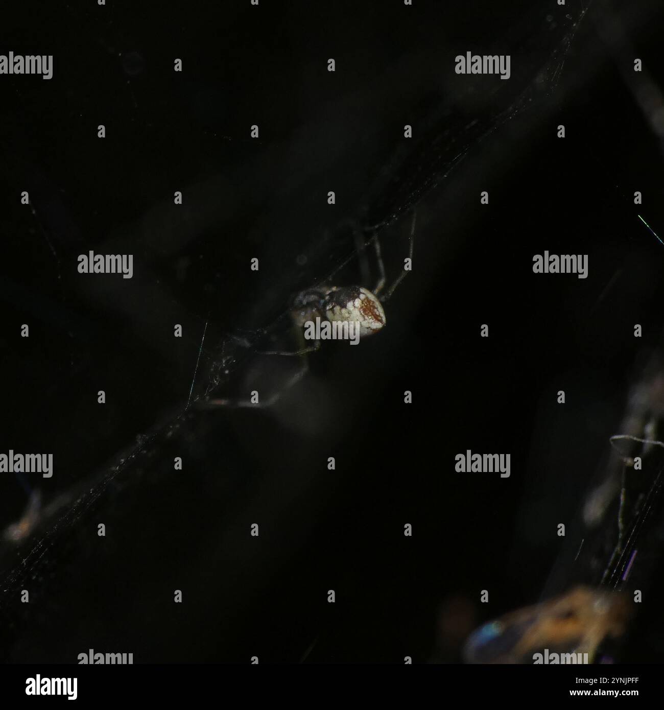 Sheetweb and Dwarf Weavers (Linyphiidae Stock Photo - Alamy