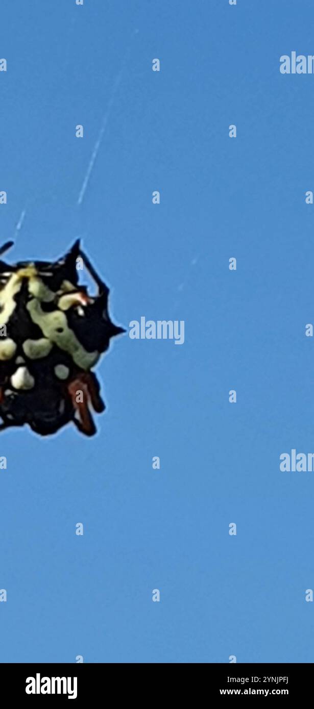 Christmas Jewel Spider (Austracantha minax Stock Photo - Alamy