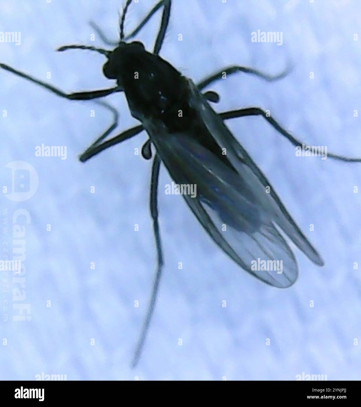 Non-biting Midges (Chironomidae Stock Photo - Alamy