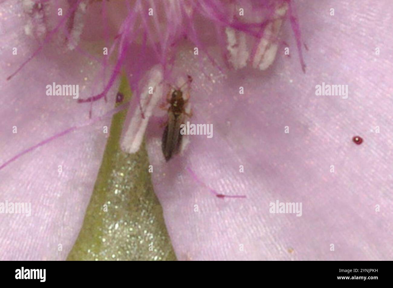 Common Thrips (Thripidae Stock Photo - Alamy