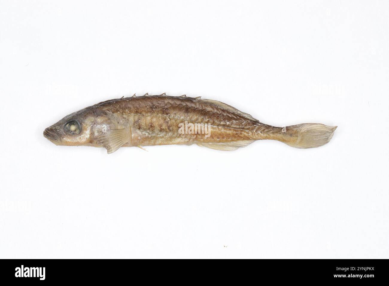 Stickleback Cut Out Stock Images & Pictures - Alamy