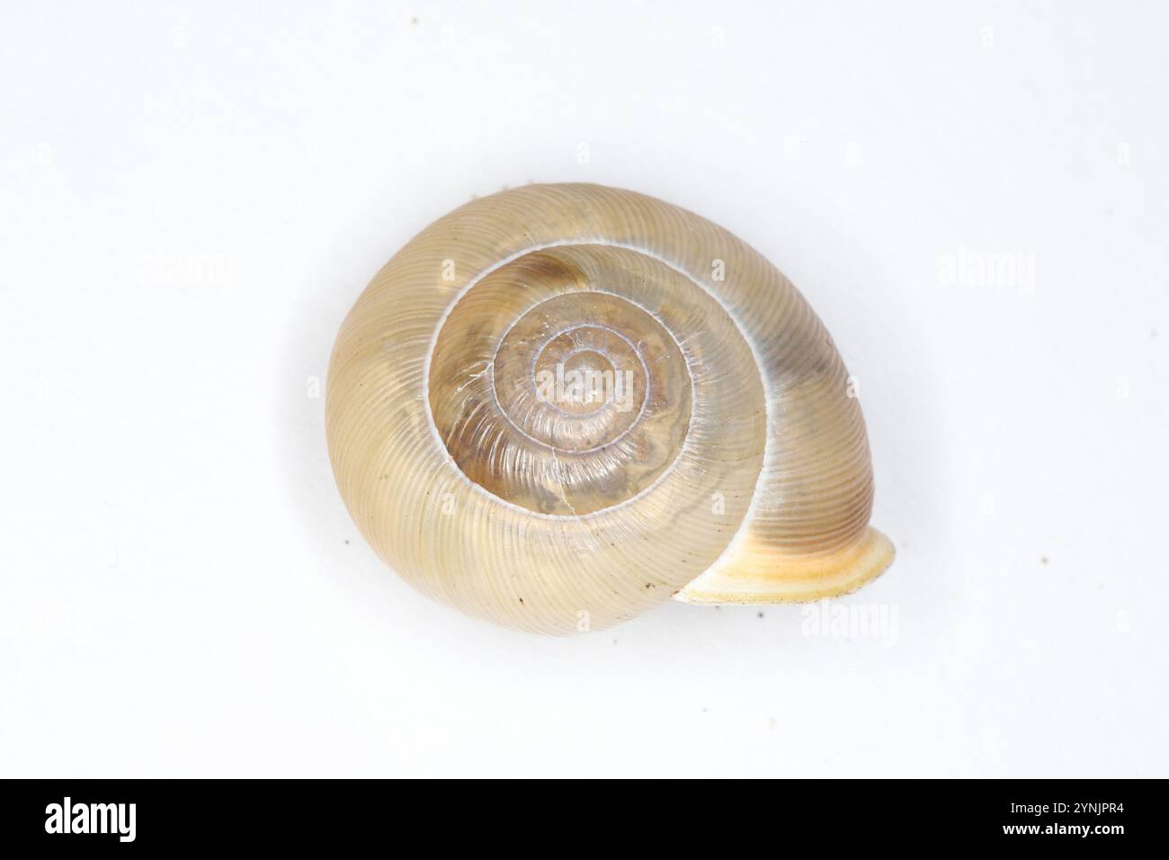 White-lip Globe Snail (Mesodon thyroidus Stock Photo - Alamy
