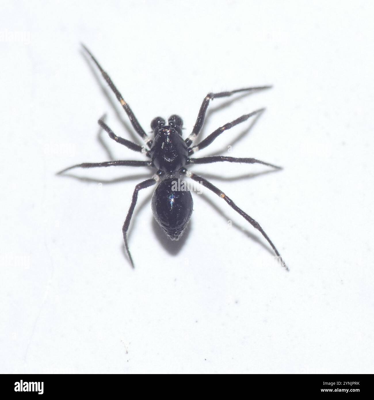 Ant-eating Spiders (Euryopis Stock Photo - Alamy