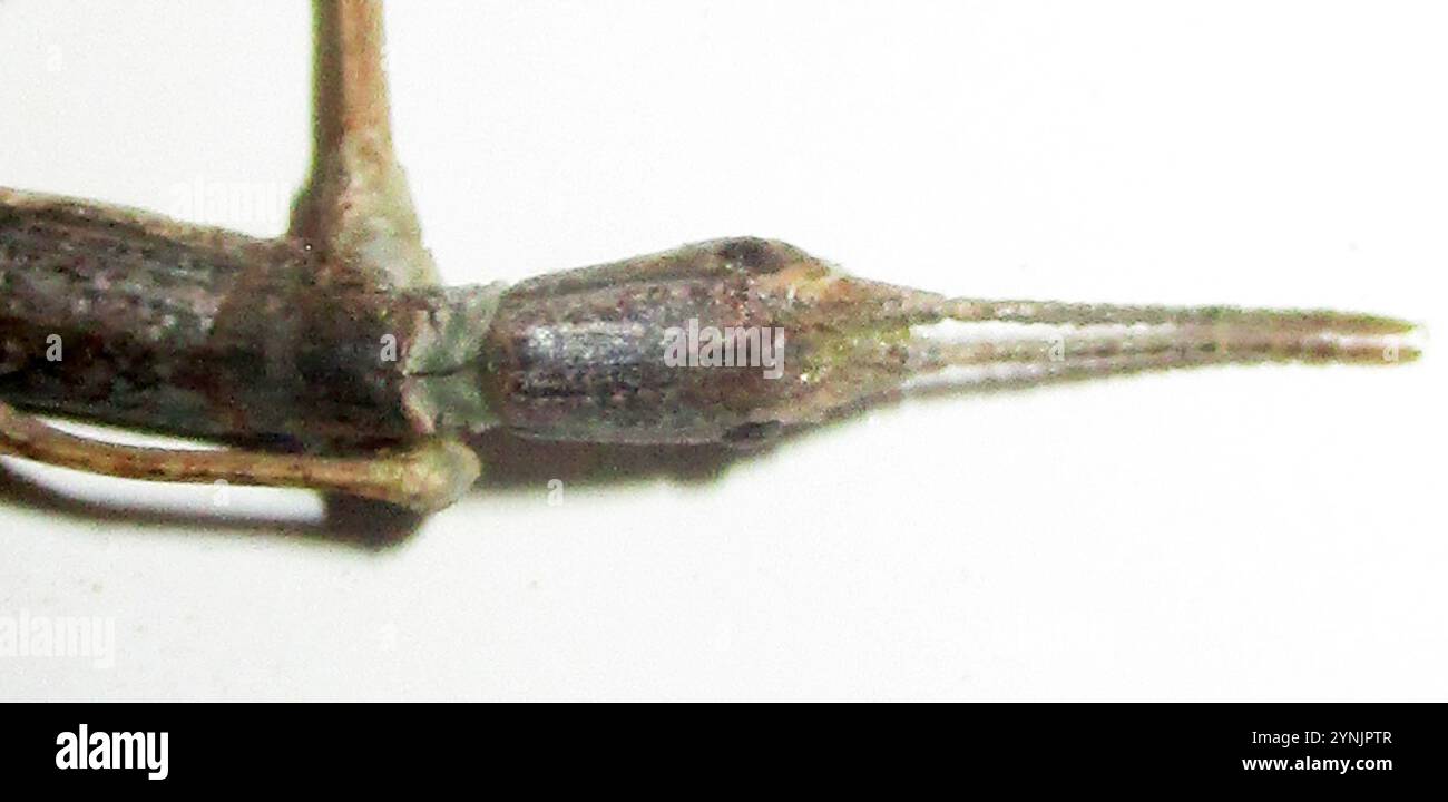 Elongate Stick Insects (Clonaria Stock Photo - Alamy
