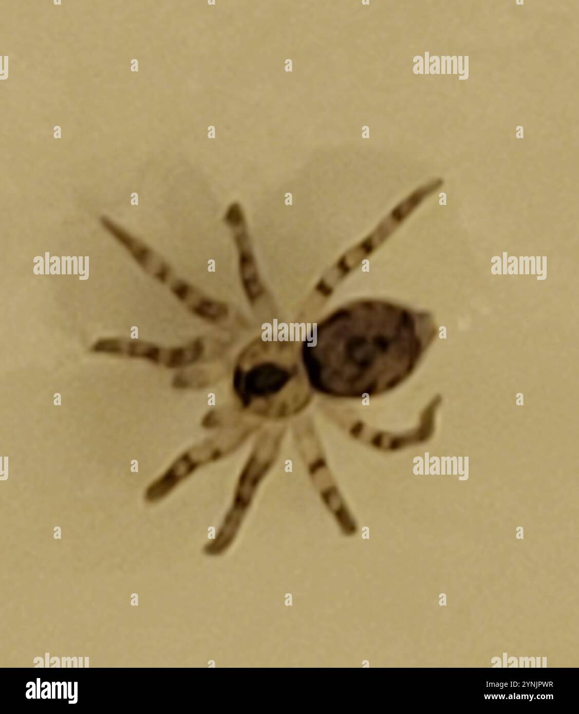 Wall Spider (Oecobius navus Stock Photo - Alamy