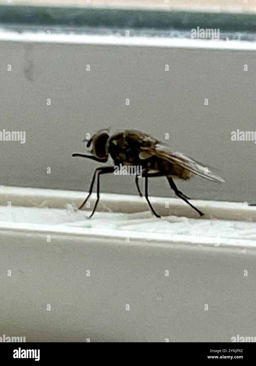 Stable Fly (Stomoxys calcitrans Stock Photo - Alamy