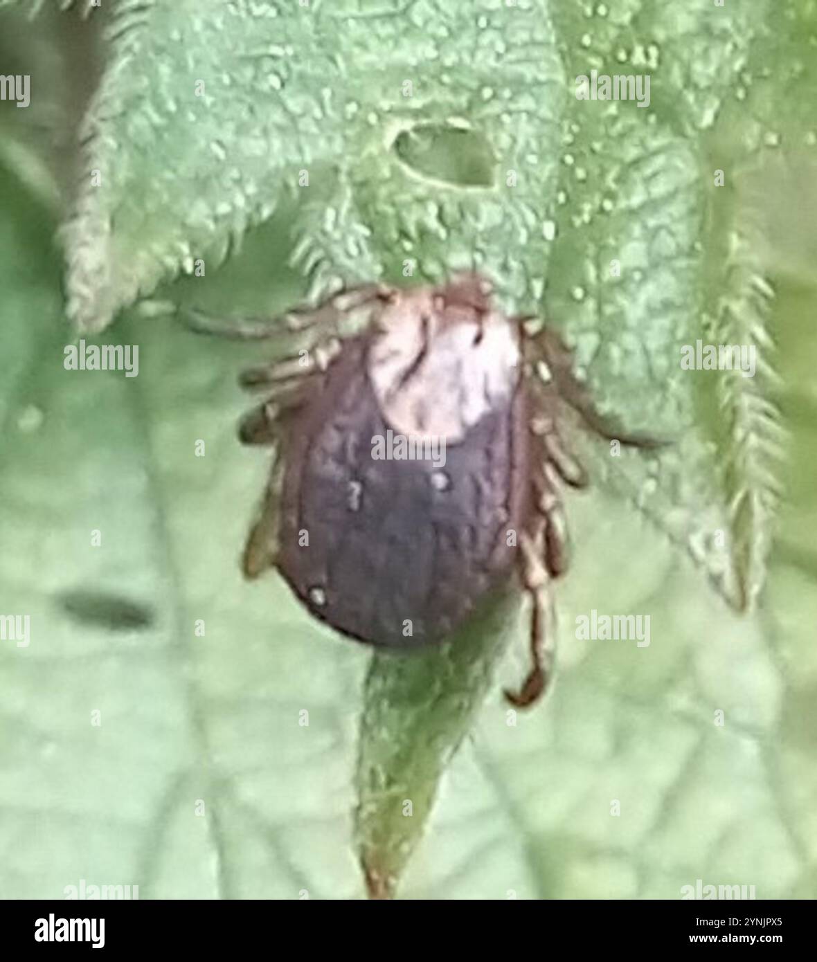 Ornate Sheep Tick (Dermacentor marginatus Stock Photo - Alamy
