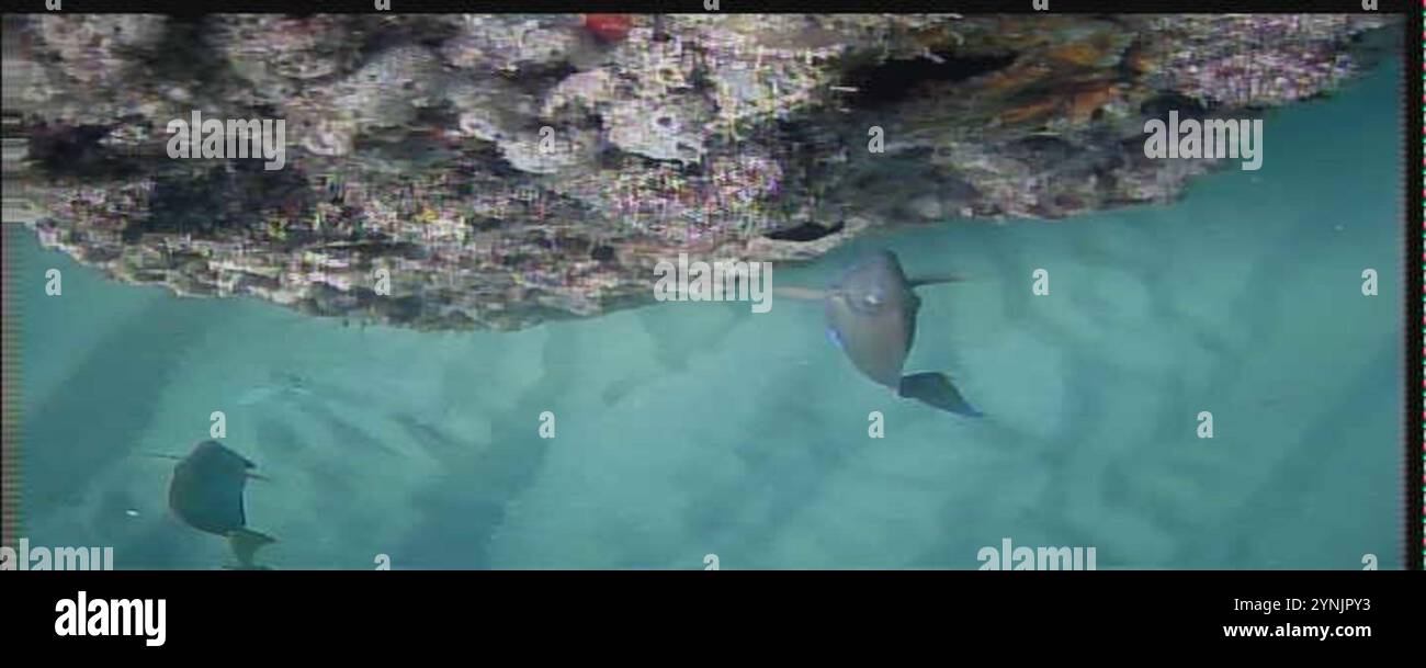 Ray-finned Fishes (Actinopterygii Stock Photo - Alamy