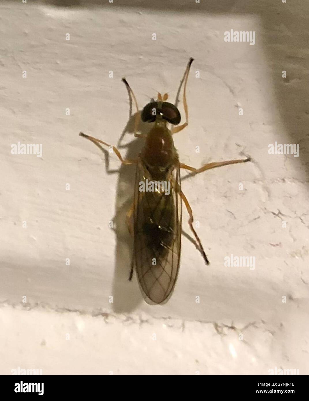 Compost Fly (Ptecticus trivittatus Stock Photo - Alamy