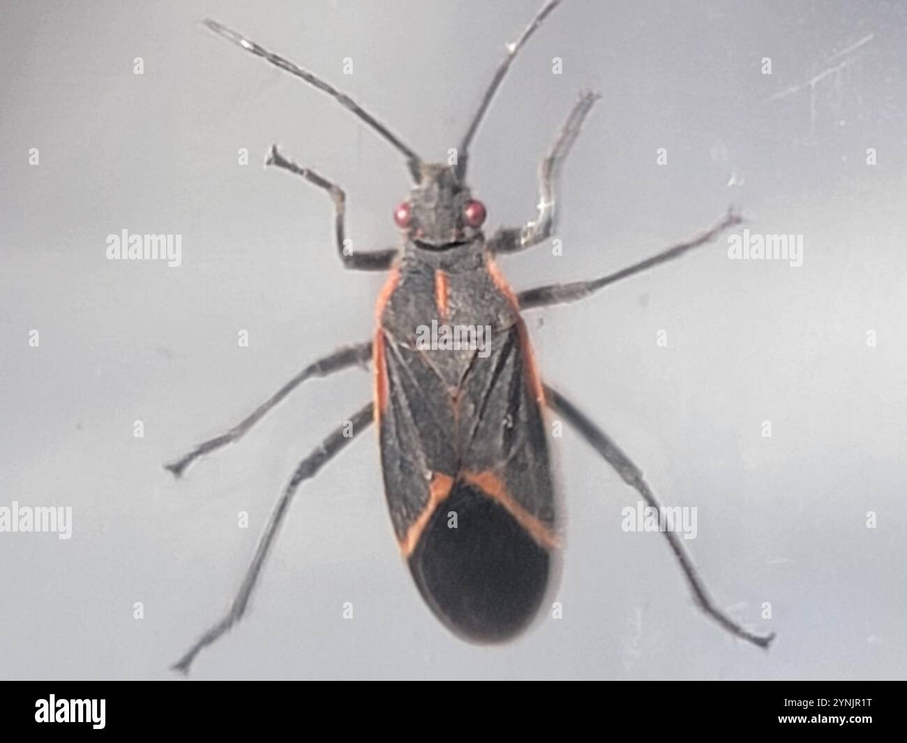 Eastern Boxelder Bug (Boisea trivittata Stock Photo - Alamy