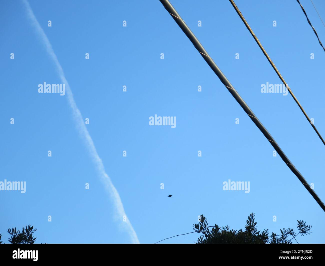 Fish Crow (Corvus ossifragus Stock Photo - Alamy