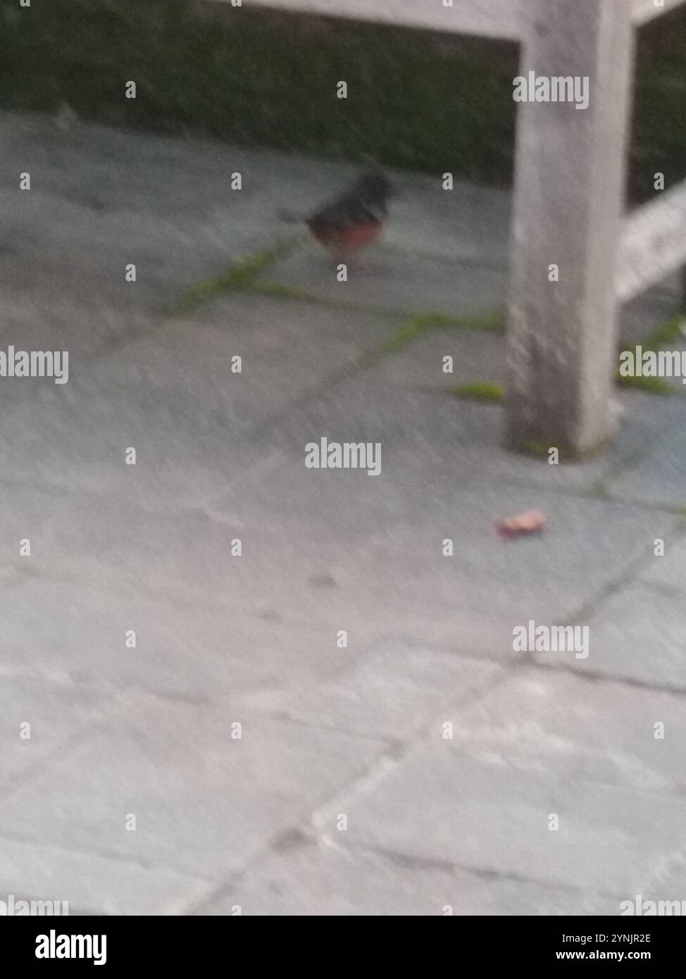 Spotted Towhee (Pipilo maculatus Stock Photo - Alamy