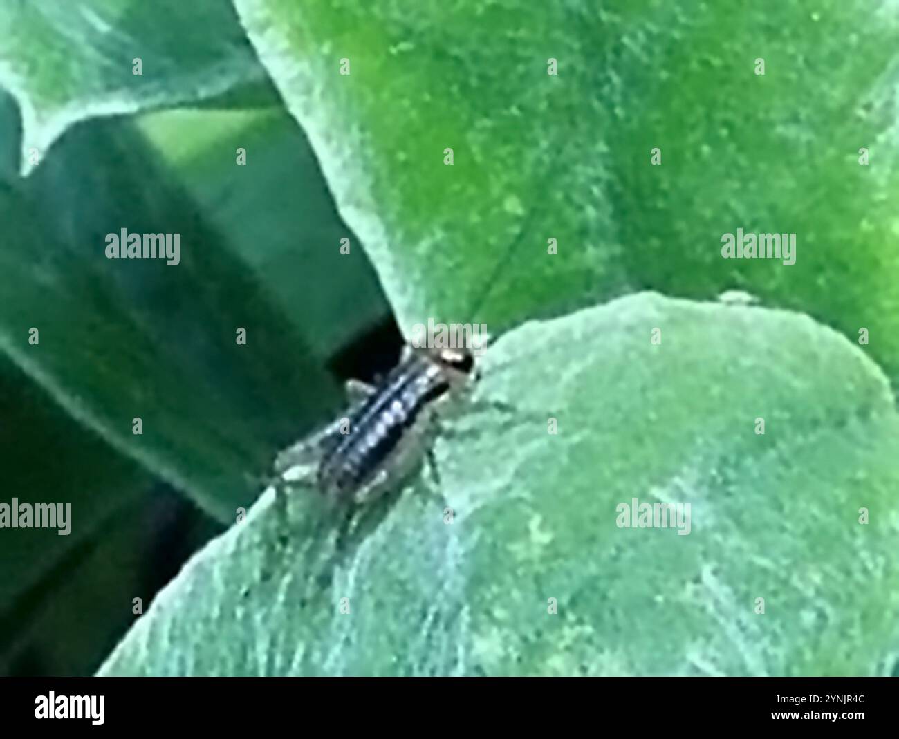 True Crickets (Gryllidae Stock Photo - Alamy