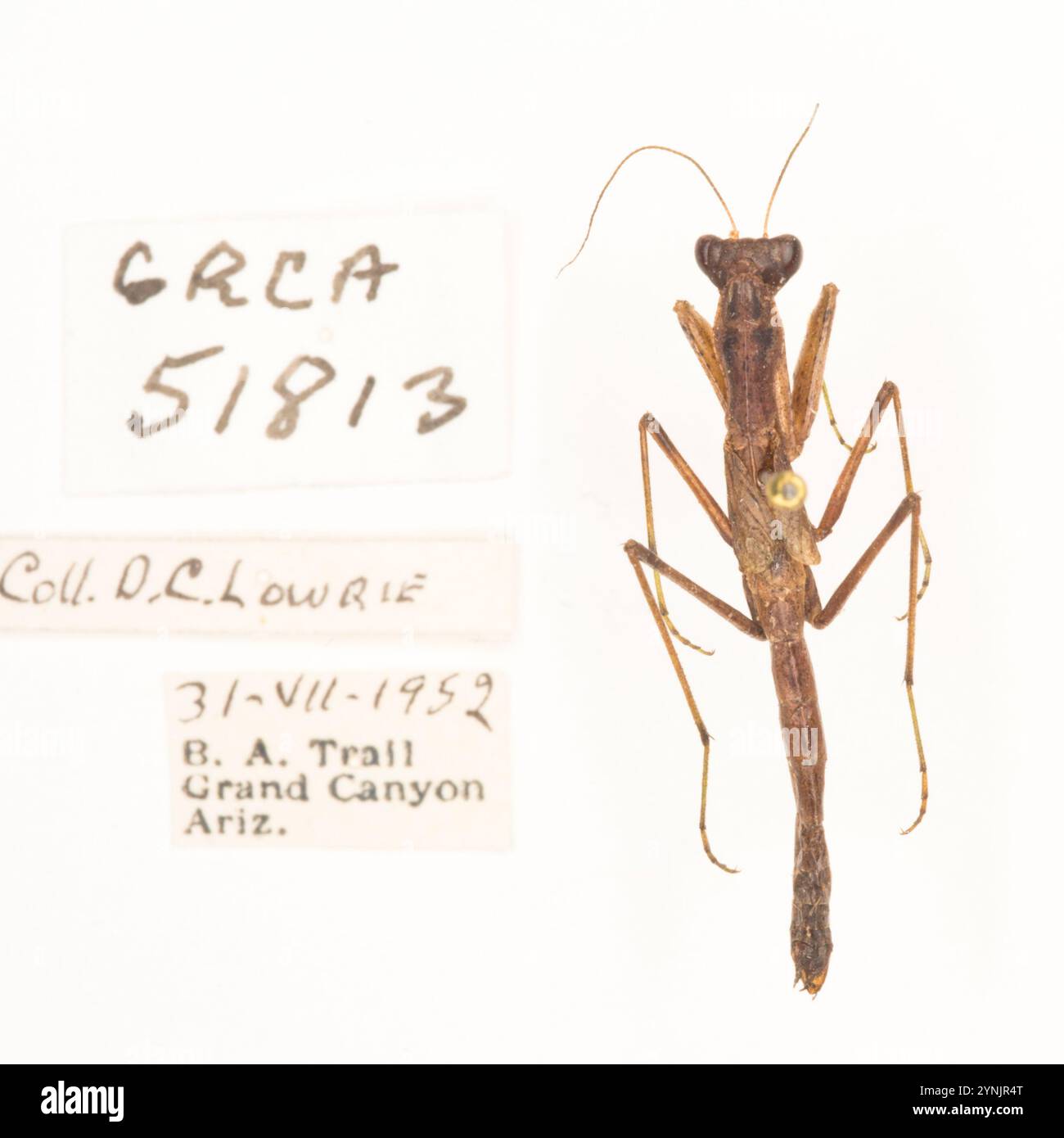 Ground mantises hi-res stock photography and images - Alamy