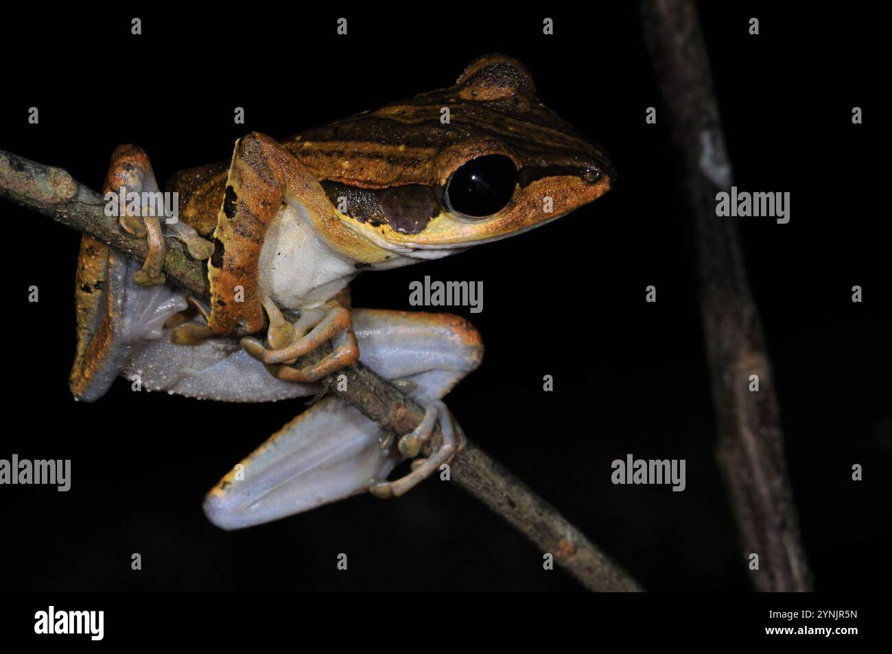 Dark-eared Tree Frog (Polypedates macrotis Stock Photo - Alamy