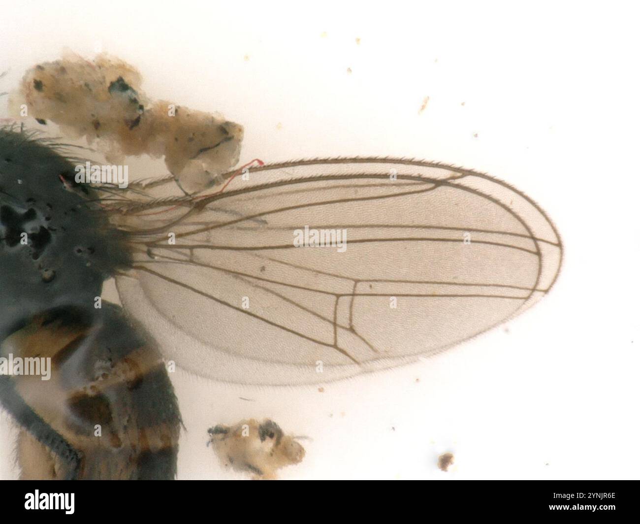 Freeloader flies hi-res stock photography and images - Alamy