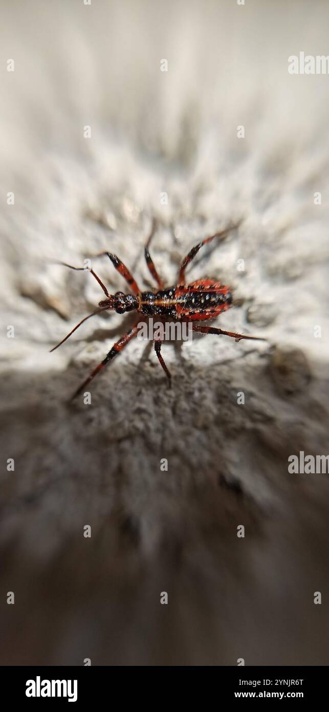 Flower Assassin Bugs (Rhynocoris Stock Photo - Alamy