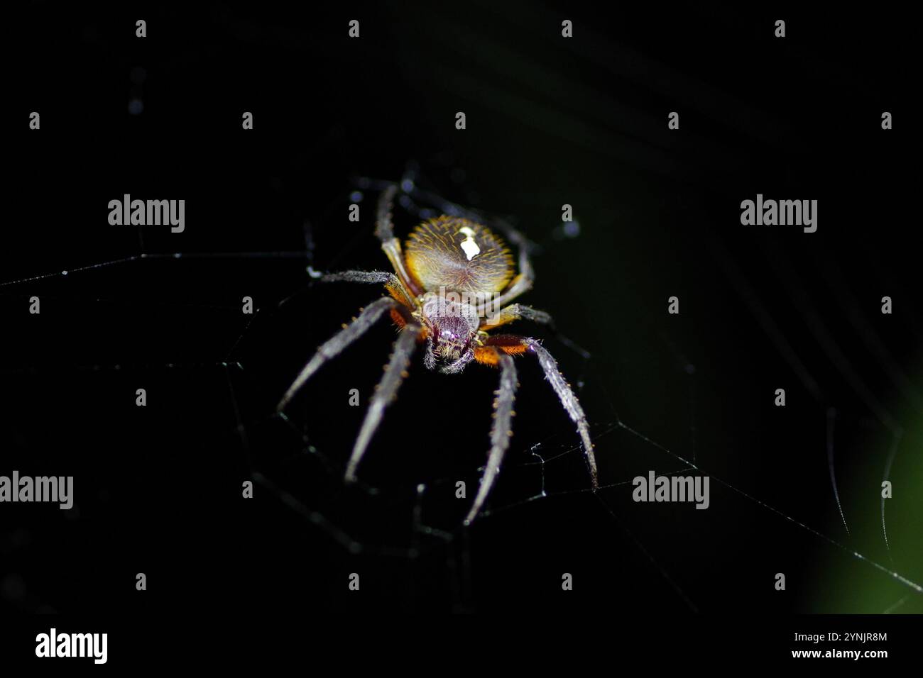 Tropical Orb Weaver (Eriophora fuliginea Stock Photo - Alamy