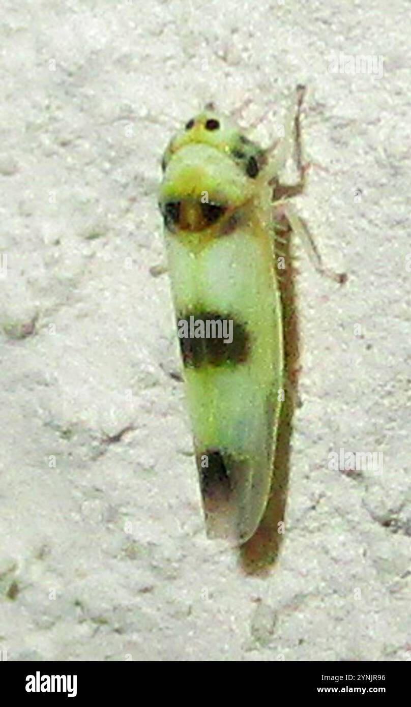 Typical Leafhoppers (Cicadellidae Stock Photo - Alamy
