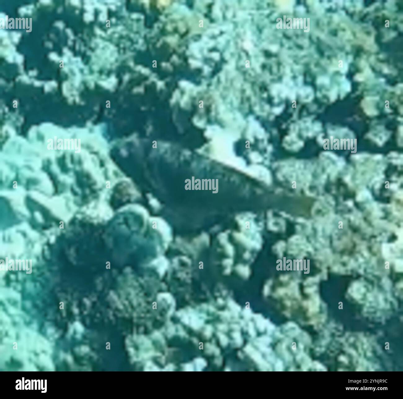 Ray-finned Fishes (Actinopterygii Stock Photo - Alamy