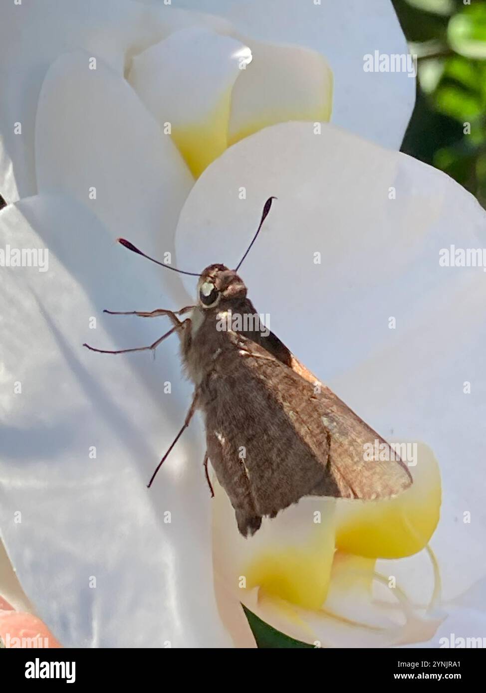 Monk Skipper (Choranthus capucinus Stock Photo - Alamy