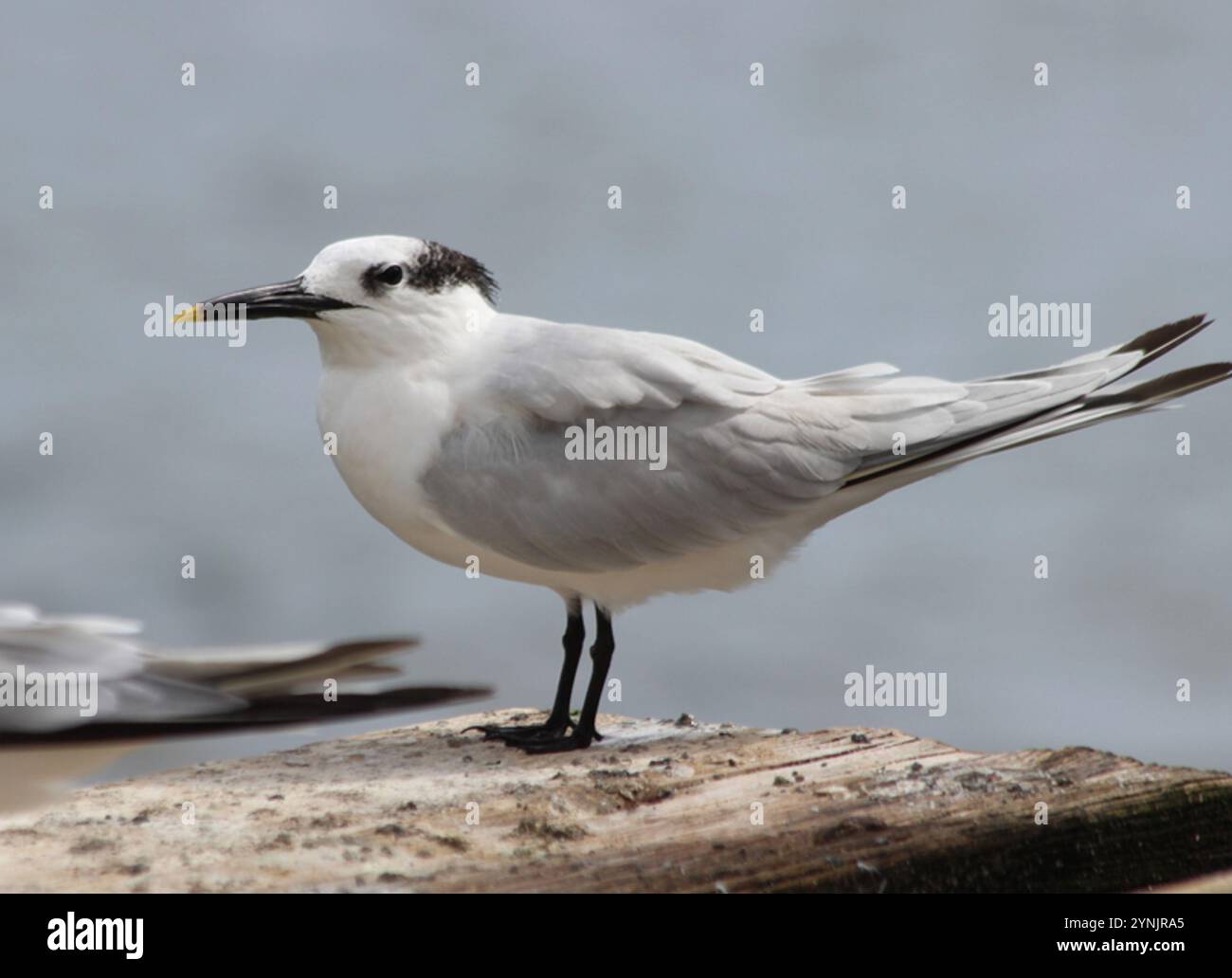 Sandwich Tern (Thalasseus sandvicensis Stock Photo - Alamy