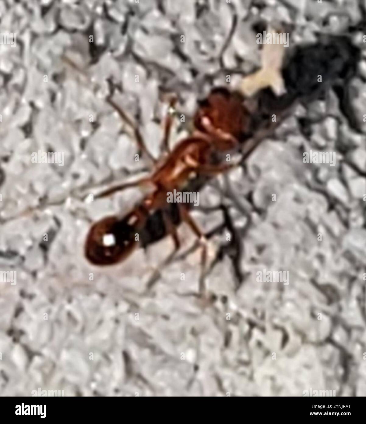California Harvester Ant (Pogonomyrmex californicus Stock Photo - Alamy