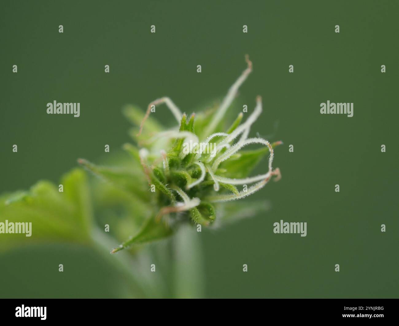 Humulus scandens hi-res stock photography and images - Alamy