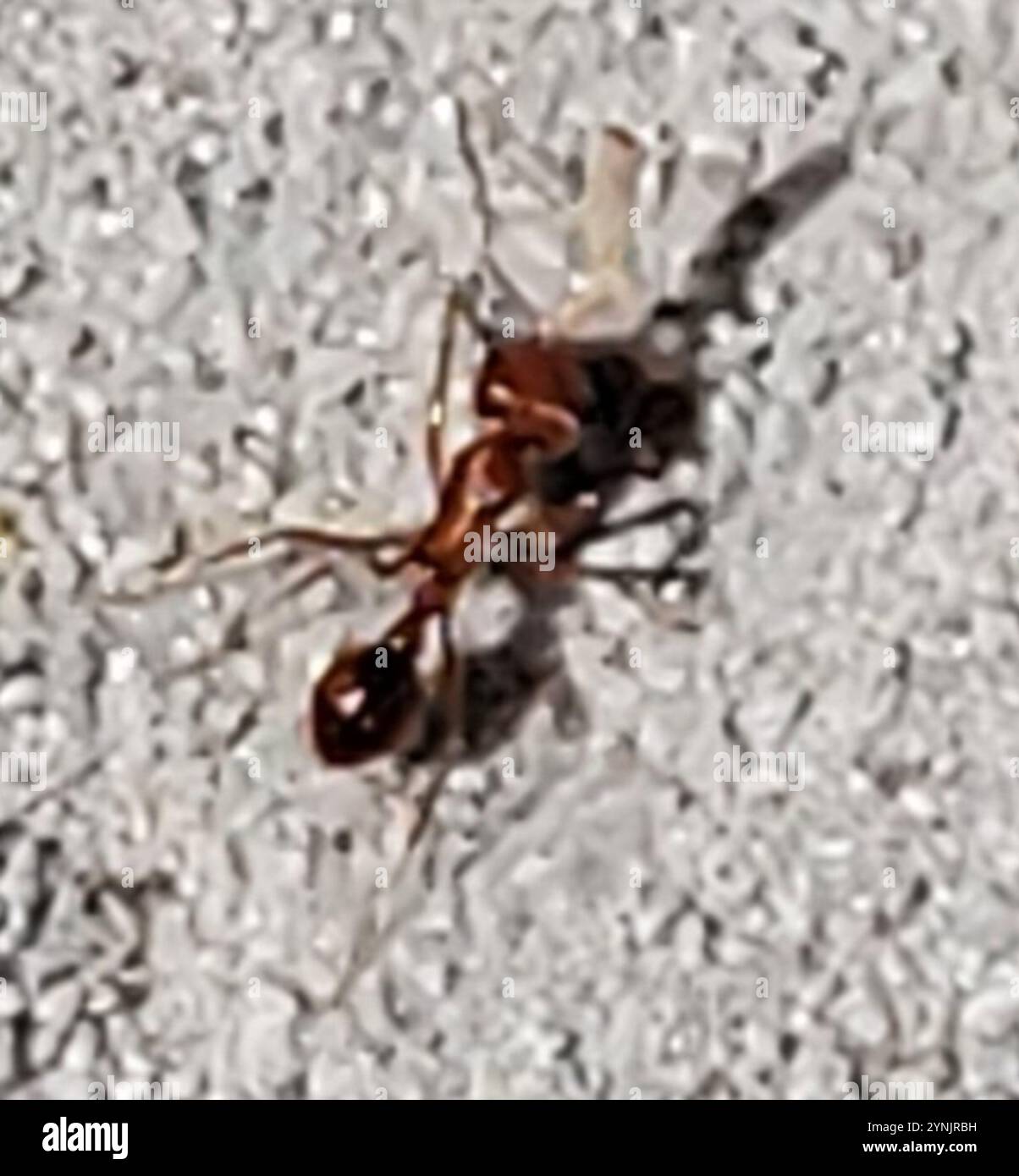 California Harvester Ant (Pogonomyrmex californicus Stock Photo - Alamy