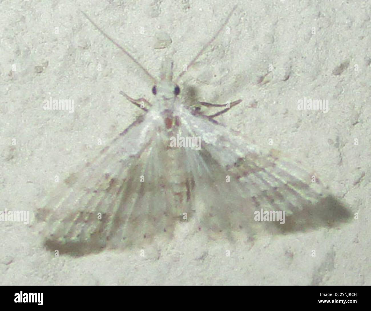Many-plumed Moths (Alucitidae Stock Photo - Alamy