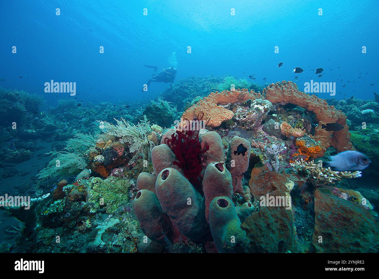 Underwater scenery of coral and marine life taken in Bali, Indonesia ...