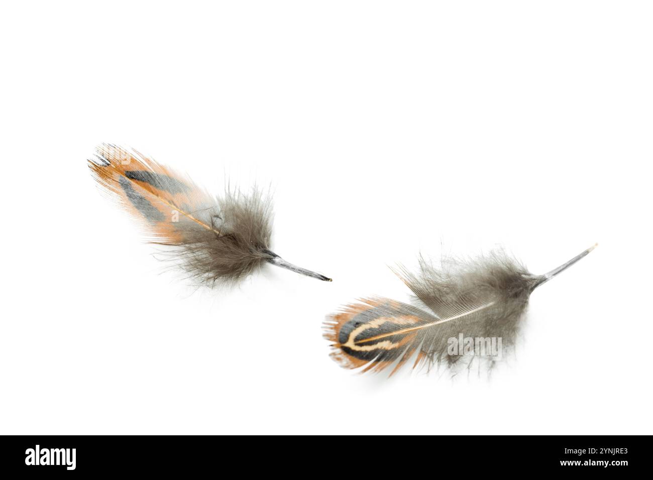 bird feather isolated on white background Stock Photo - Alamy