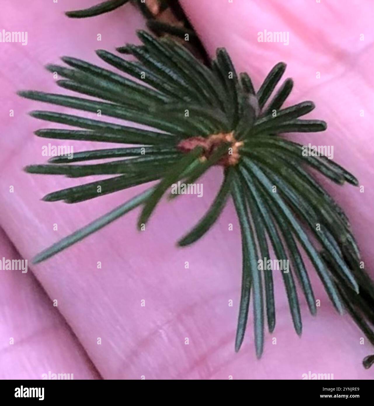 red spruce (Picea rubens Stock Photo - Alamy