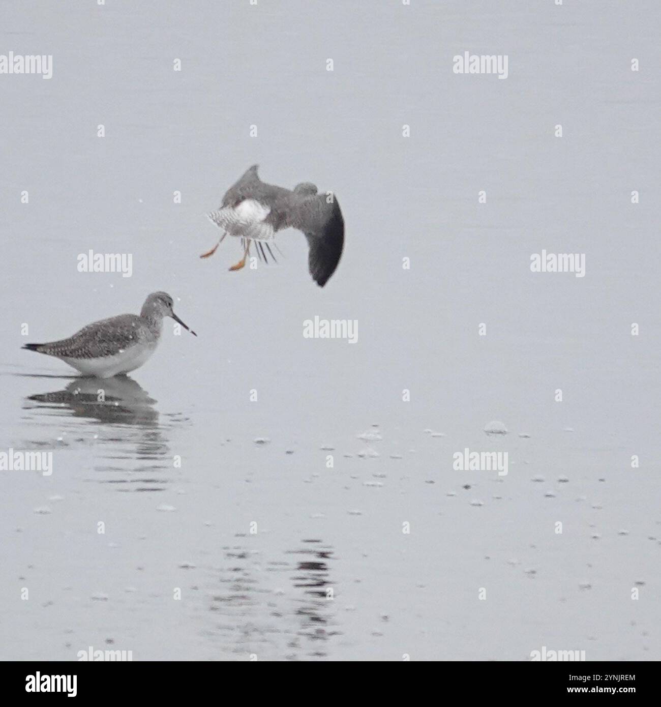 Greater Yellowlegs (Tringa melanoleuca Stock Photo - Alamy