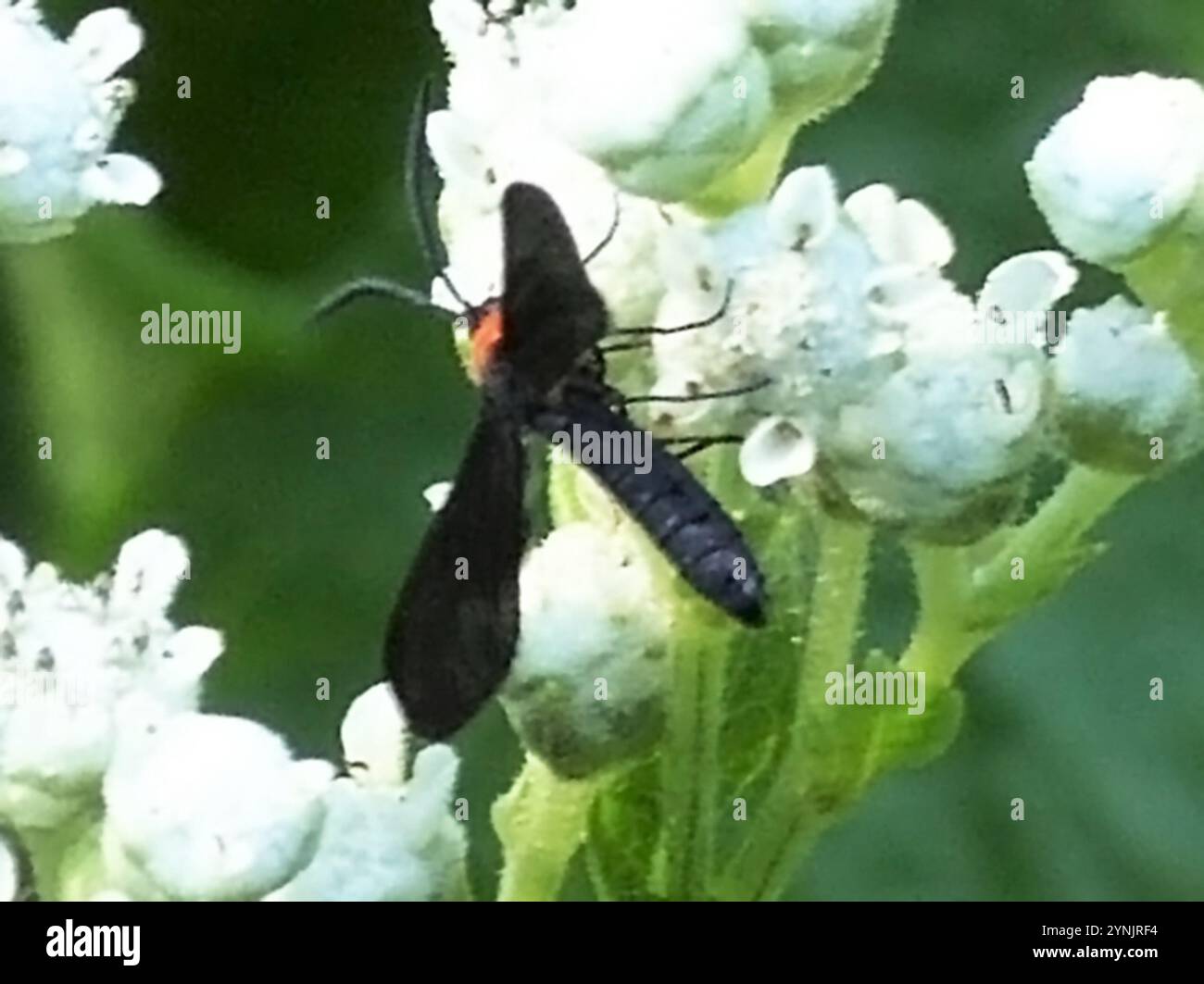 Grapeleaf skeletonizer hi-res stock photography and images - Alamy