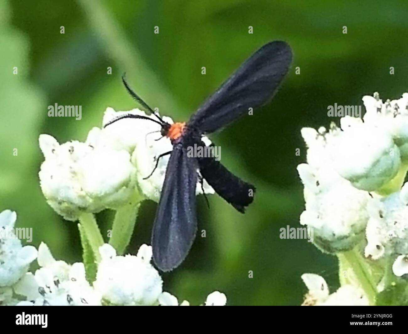 Grapeleaf skeletonizer hi-res stock photography and images - Alamy