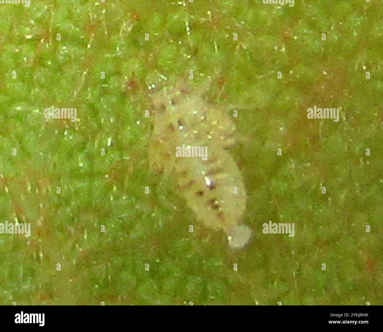 Psylloidea hi-res stock photography and images - Alamy