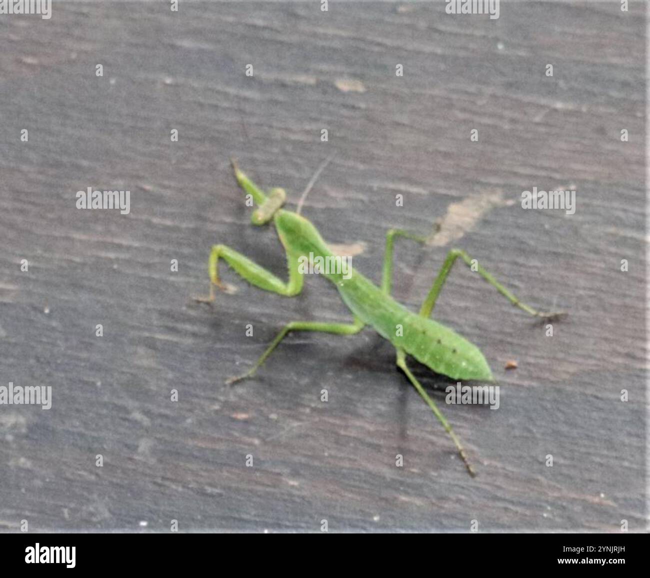 Flag Mantis (Polyspilota aeruginosa Stock Photo - Alamy