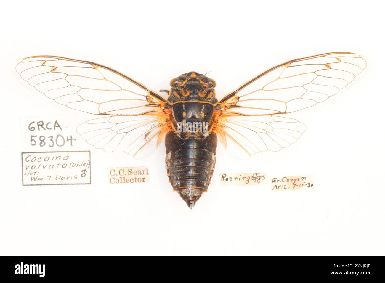 Orange-and-black Cicada (Hadoa duryi Stock Photo - Alamy