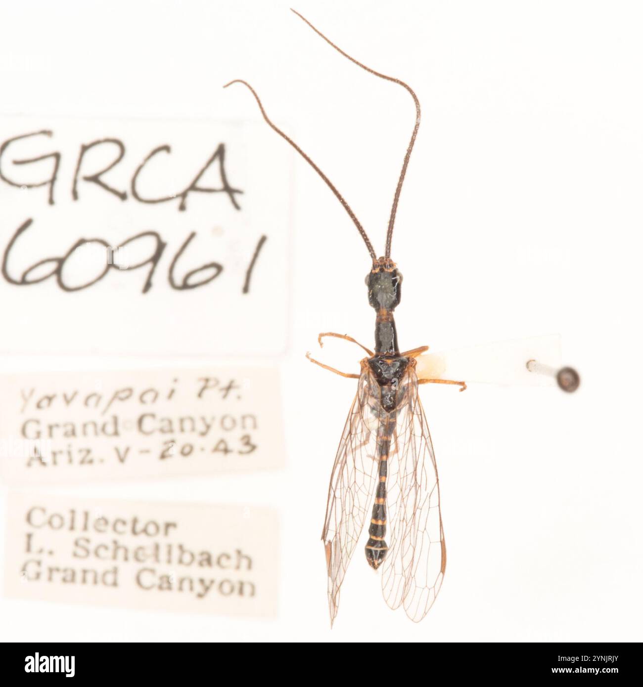 American Square-headed Snakeflies (Negha Stock Photo - Alamy