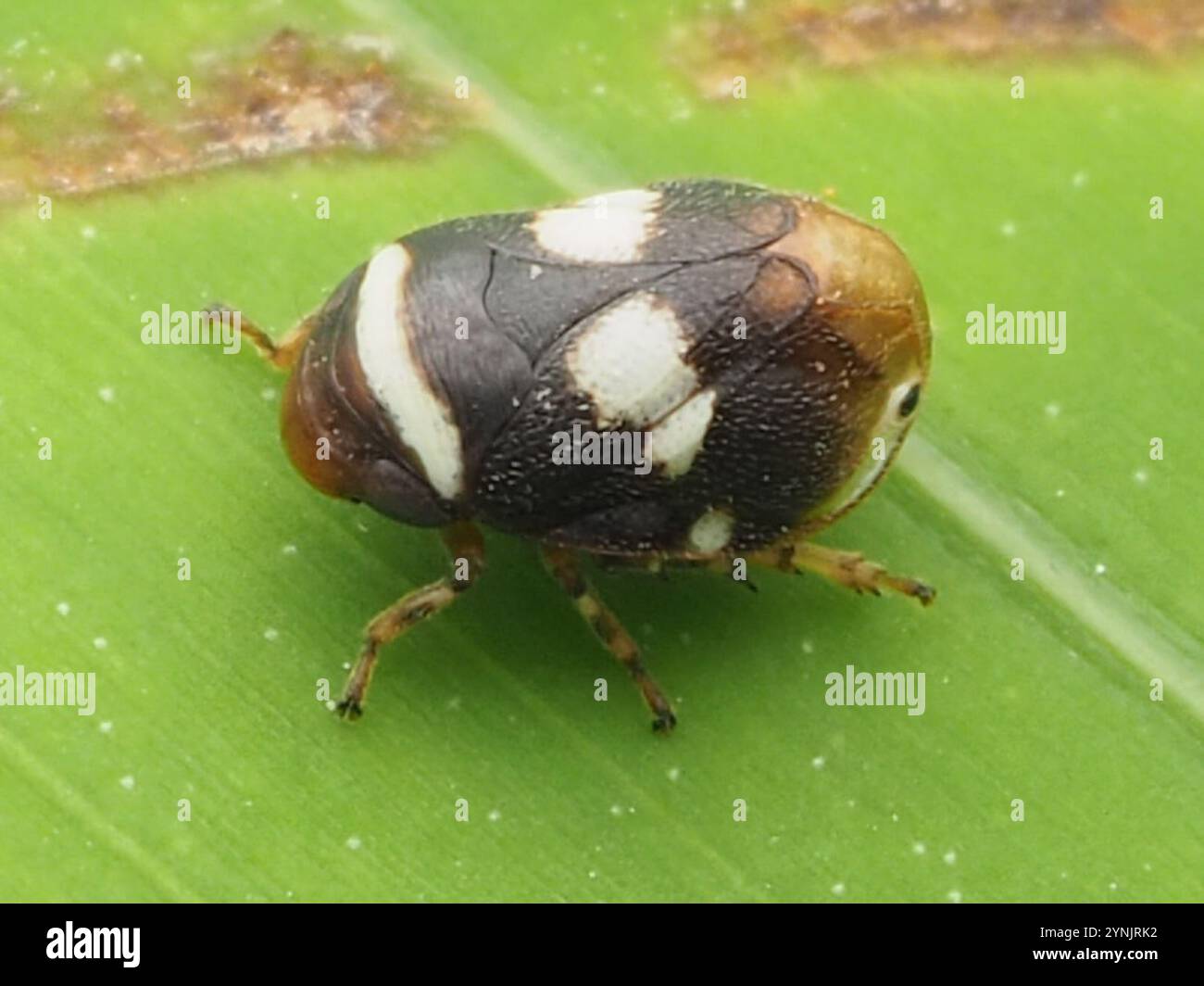 Compta hi-res stock photography and images - Alamy